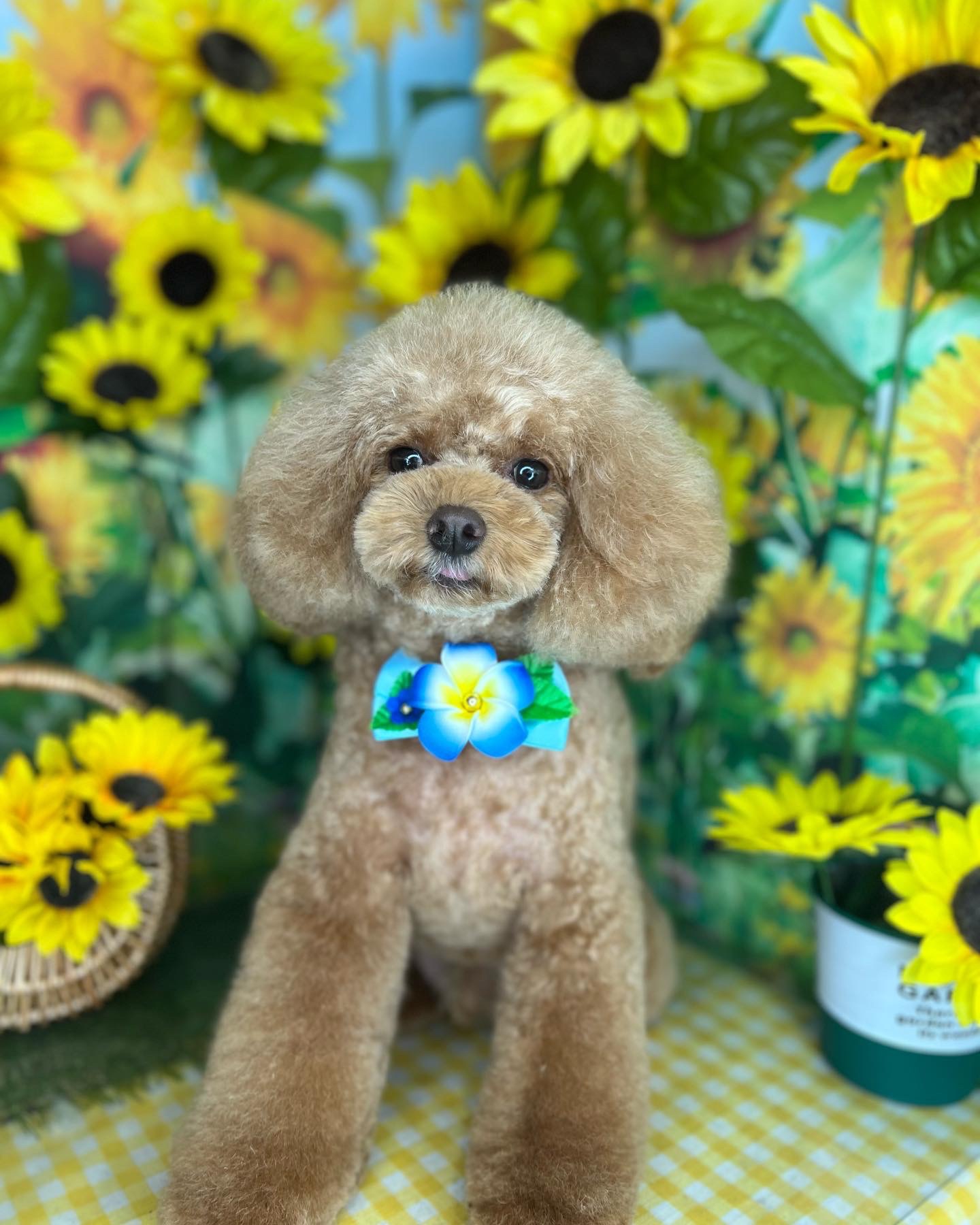 Team jumis would | Jumi’sWorld Blog