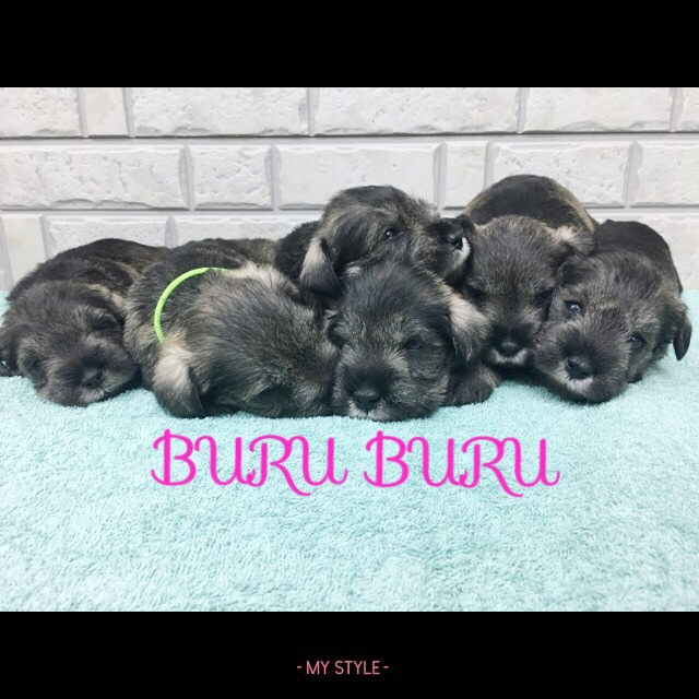 Petshop BURU BURU