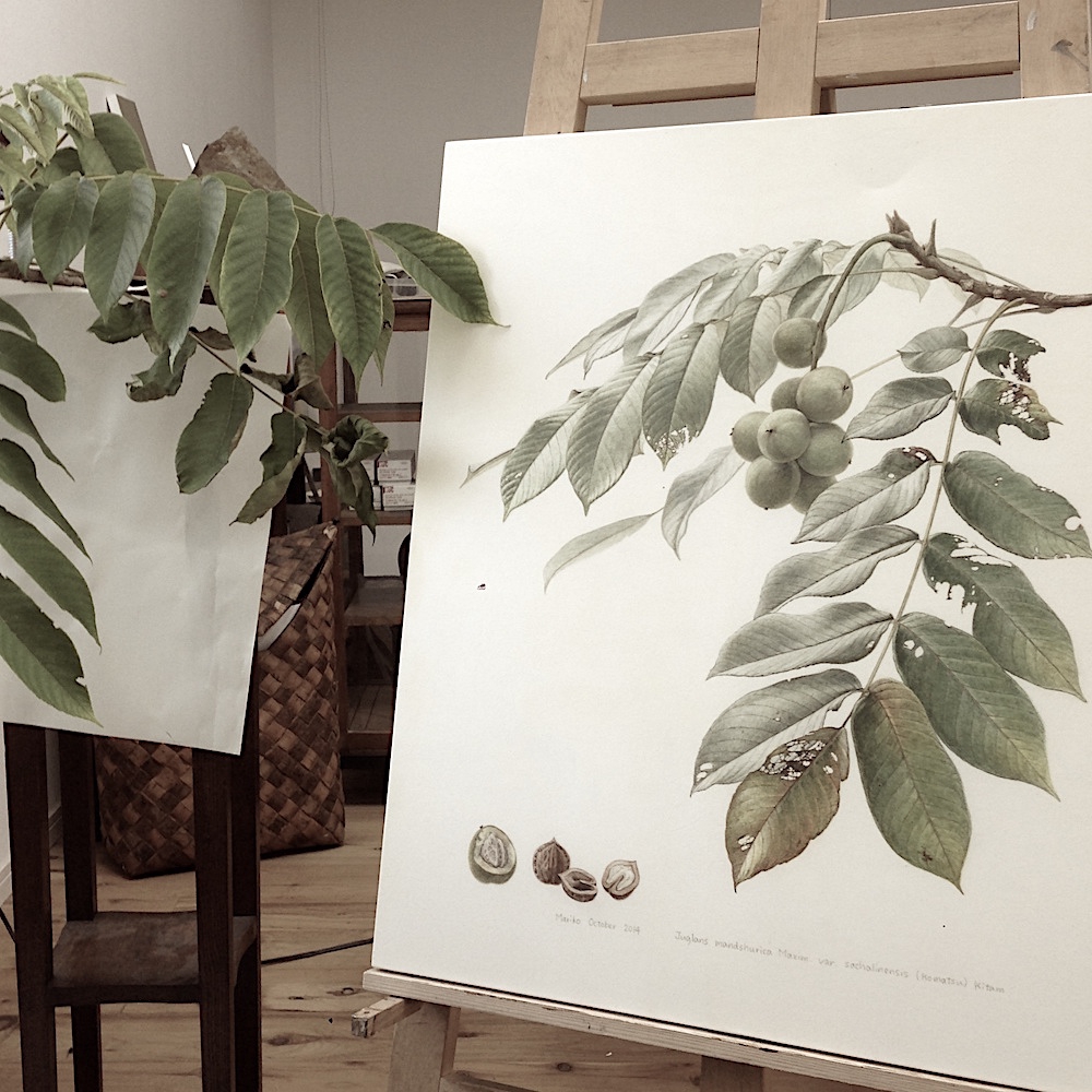 Botanical Art Classes