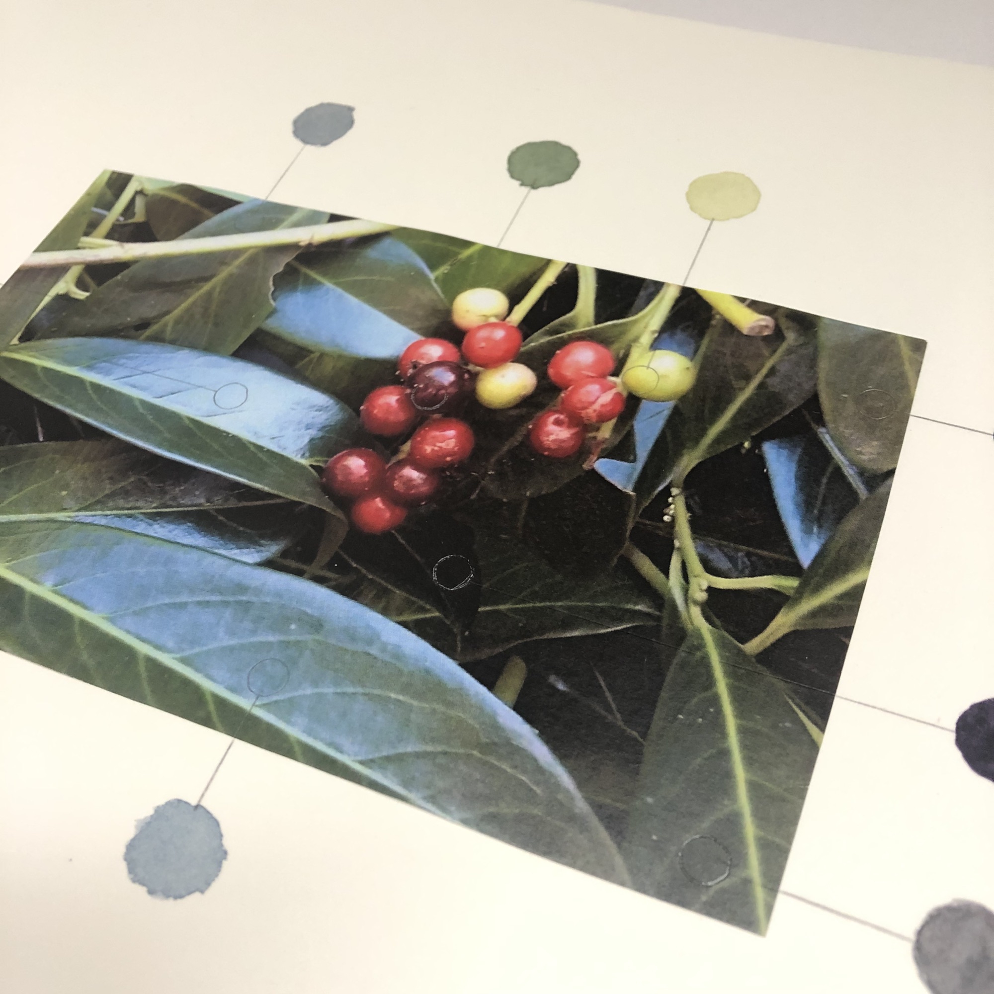 2月の講座 | Botanical Art Classes