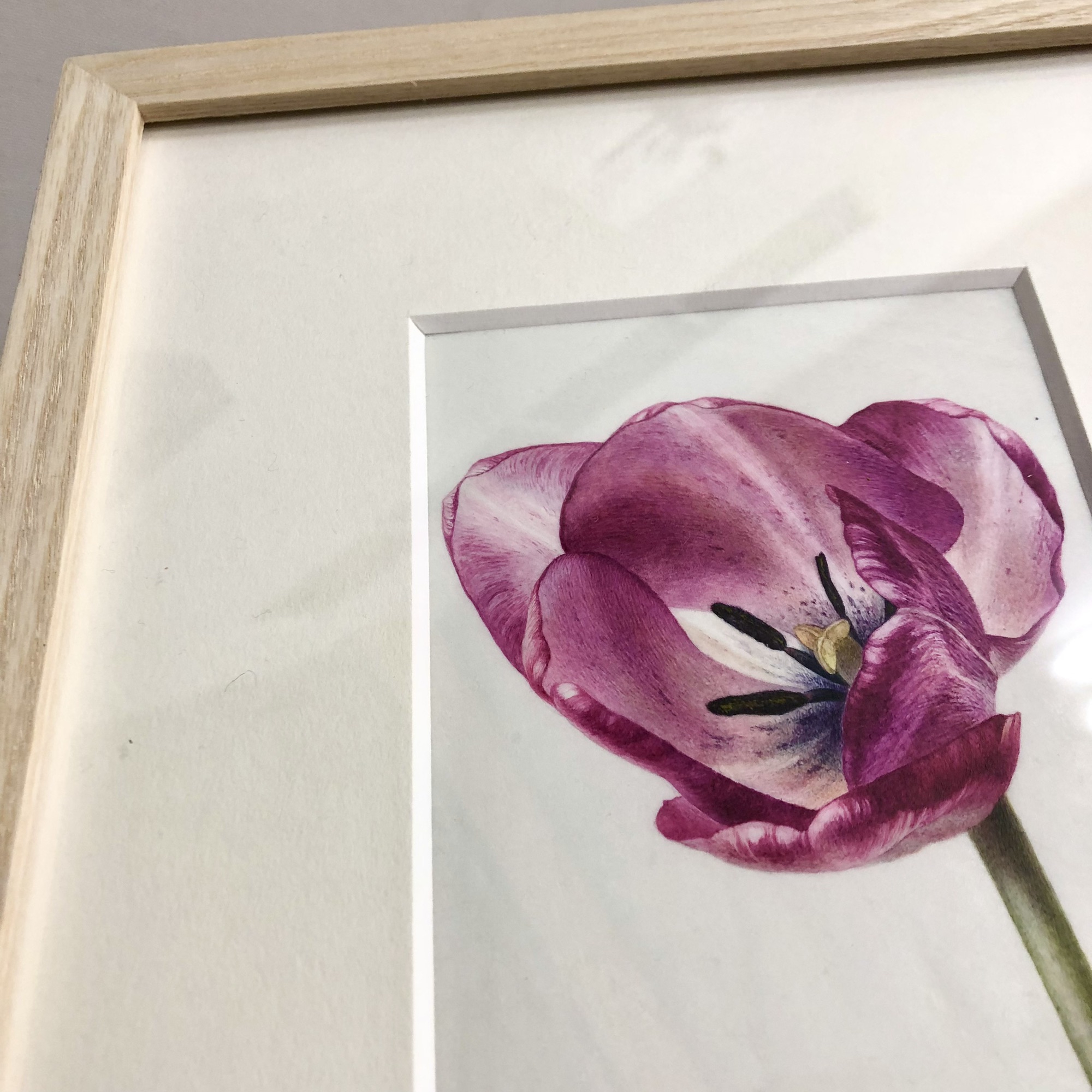 作品の波打ち | Botanical Art Classes