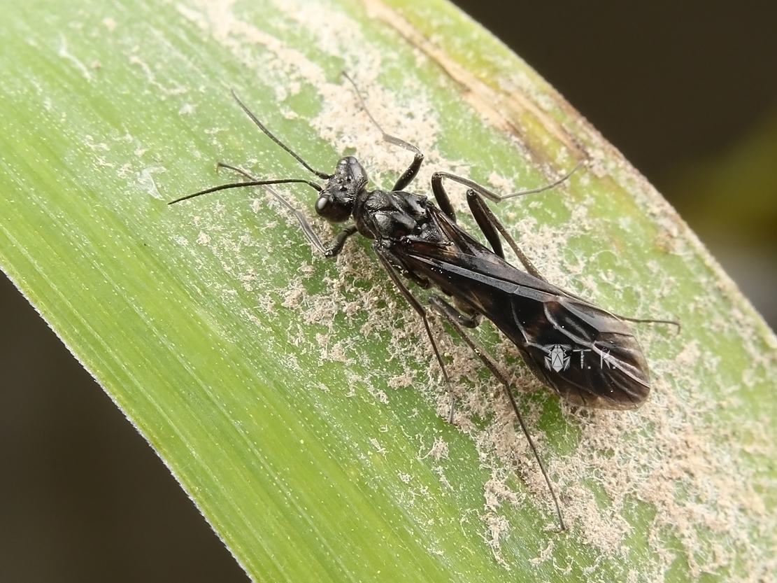 ミズバチ | 精霊の庵 - 無名の絶滅危惧昆虫