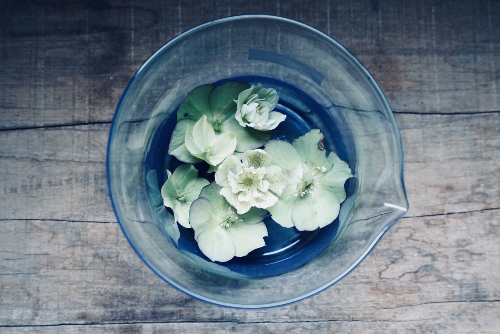 ミドリと哲学Step12 | KURUMI HERBAL WORKS