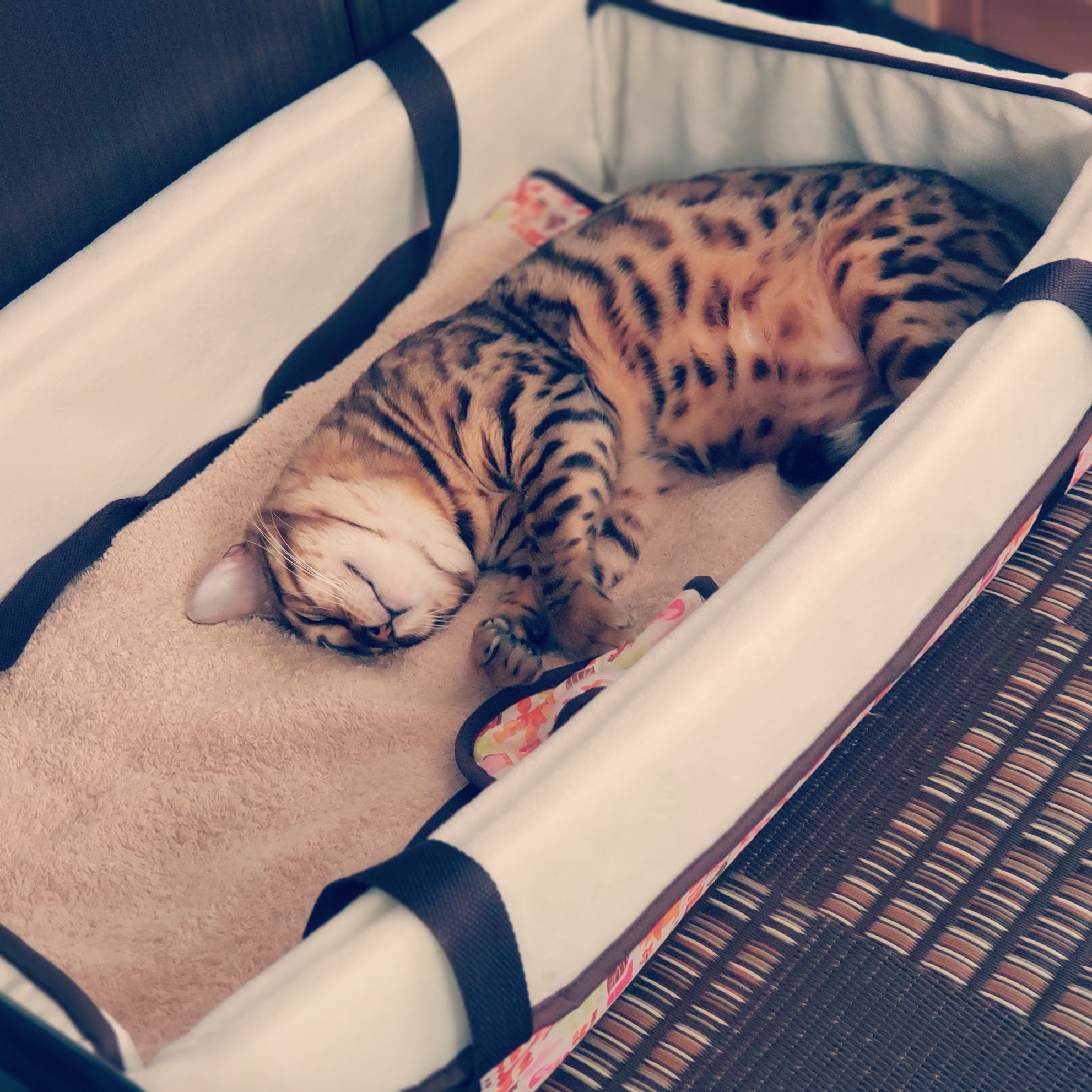 こらこら、、 | -HENRI-review blog