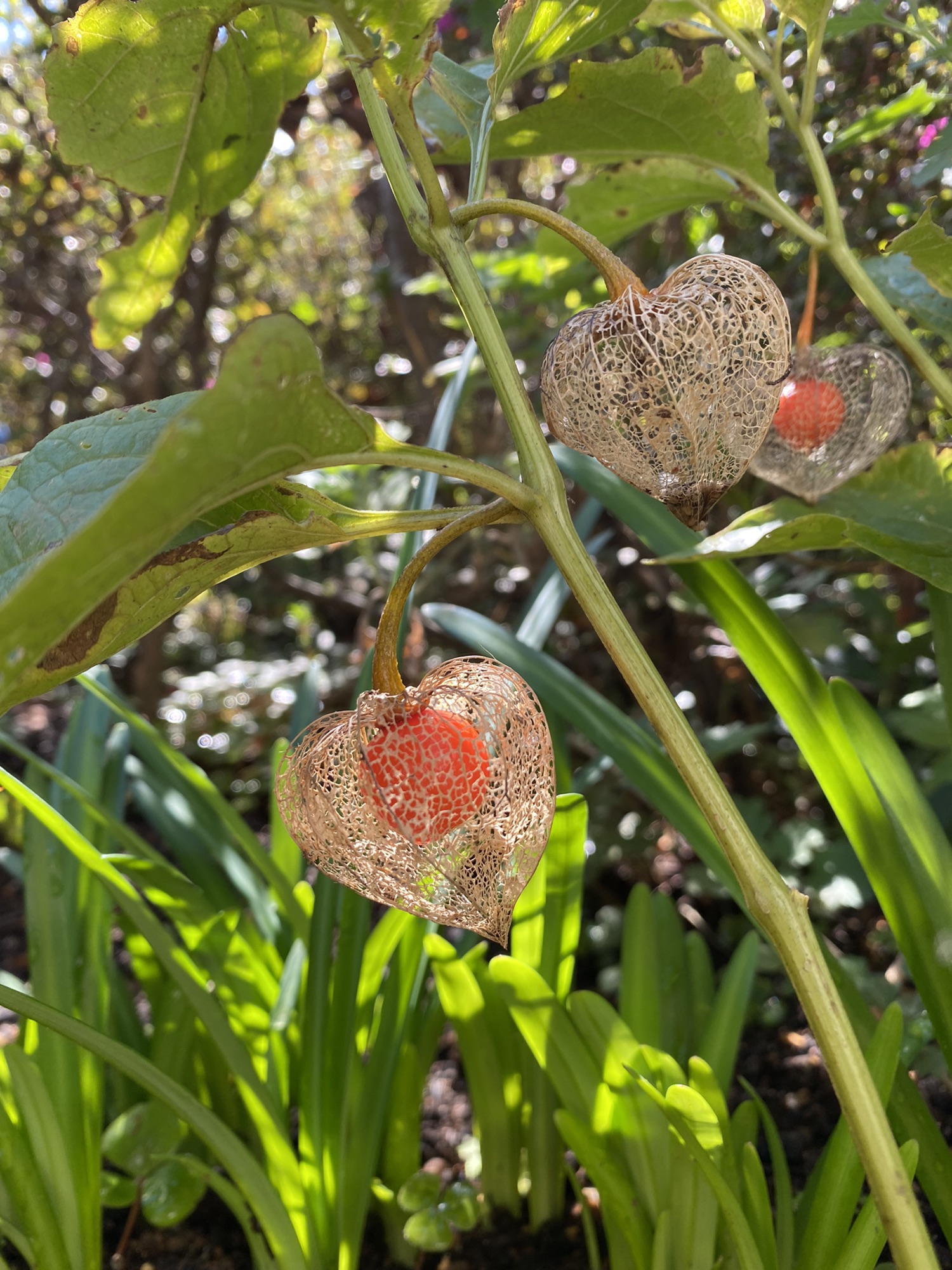 インフルエンザ予防接種2021⑥ 11/26 (金)，12/6 (月) 追加入荷予定 | 医療法人社団 進藤医院