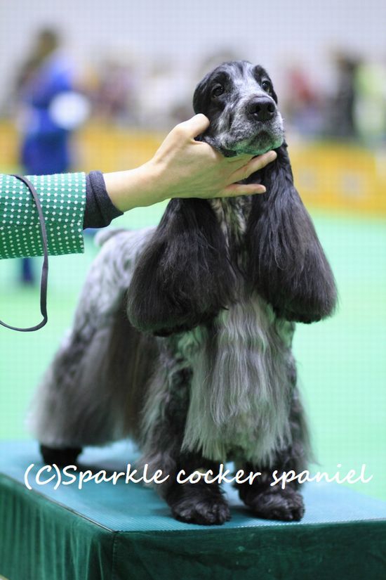 Our Cocker | Sparkle English Cocker Spaniel