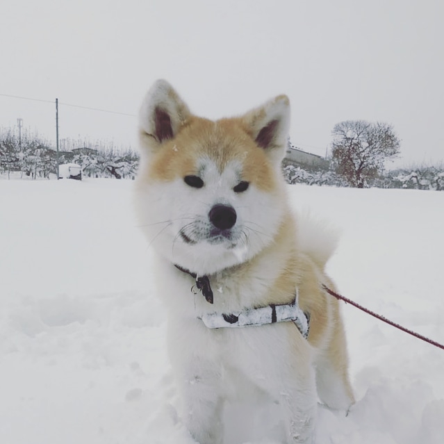 2018 | akira takeuchi's web site