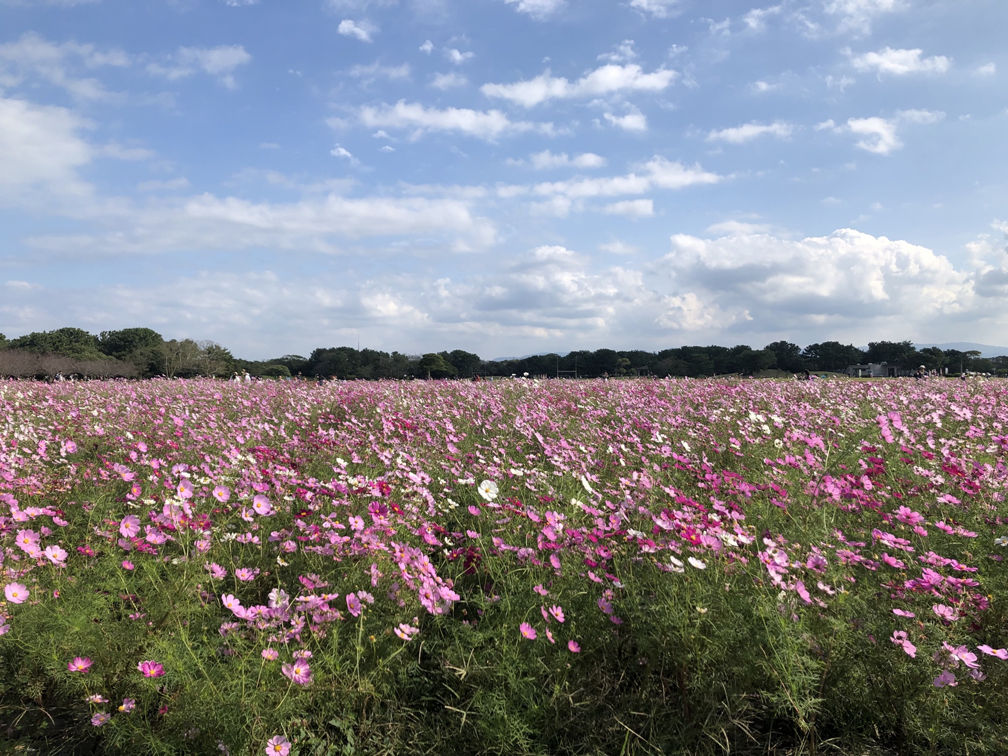 コスモス | バイオリンとピアノの教室♫福岡市東区・千早の音楽教室