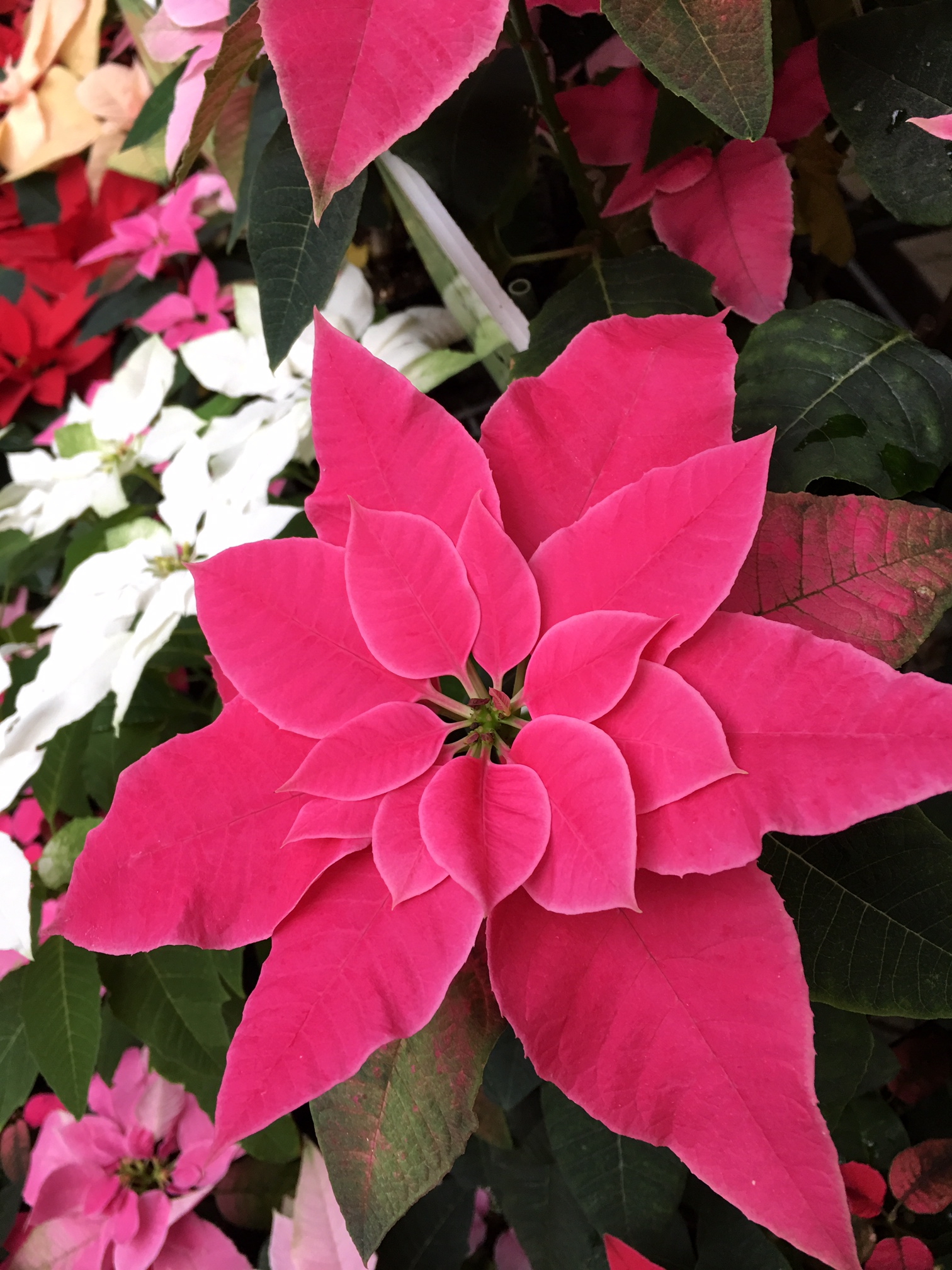 phooka 12月と年末年始お休みのお知らせ | phooka