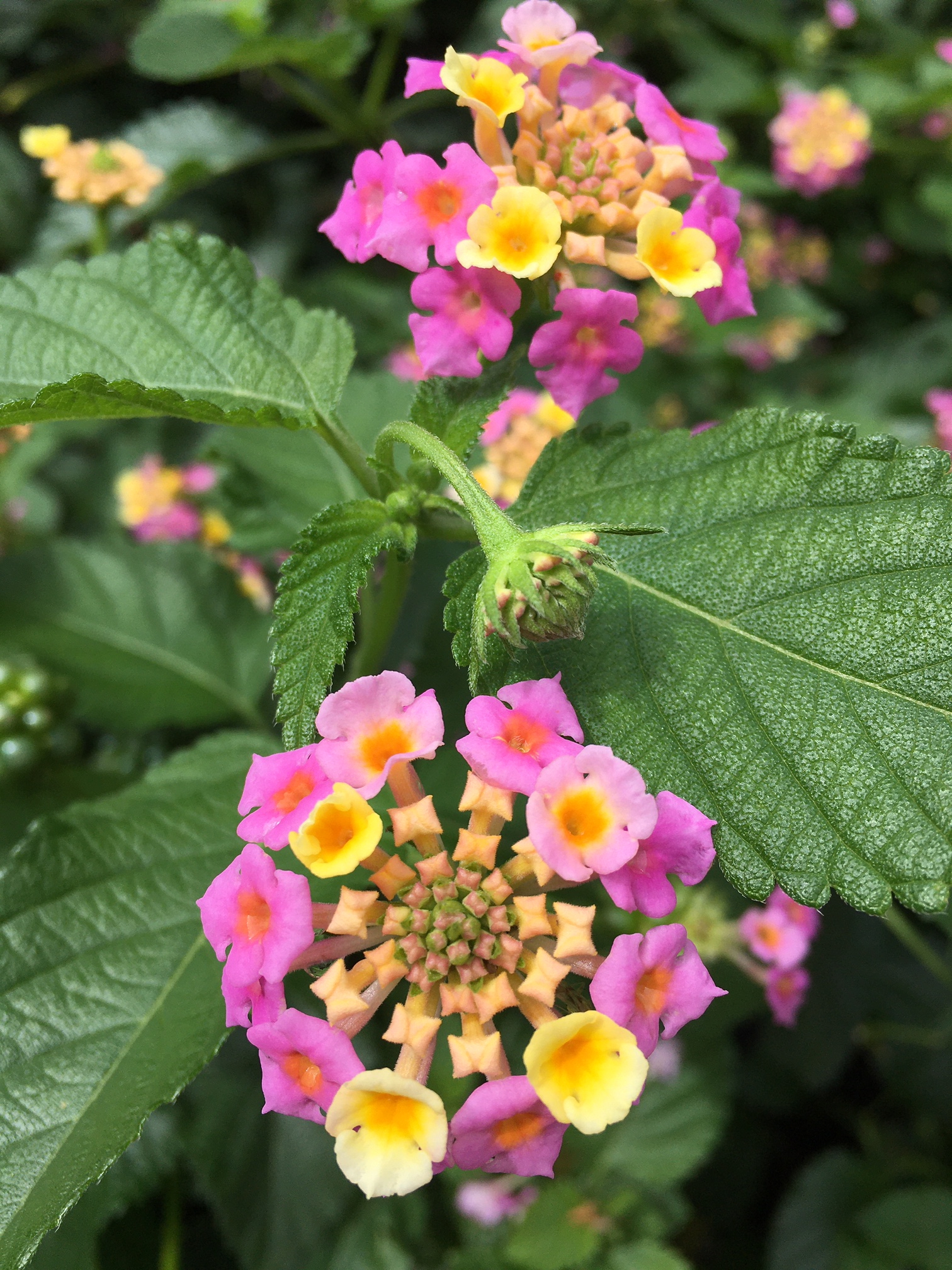 16日（月）～18日（水）休業します | phooka