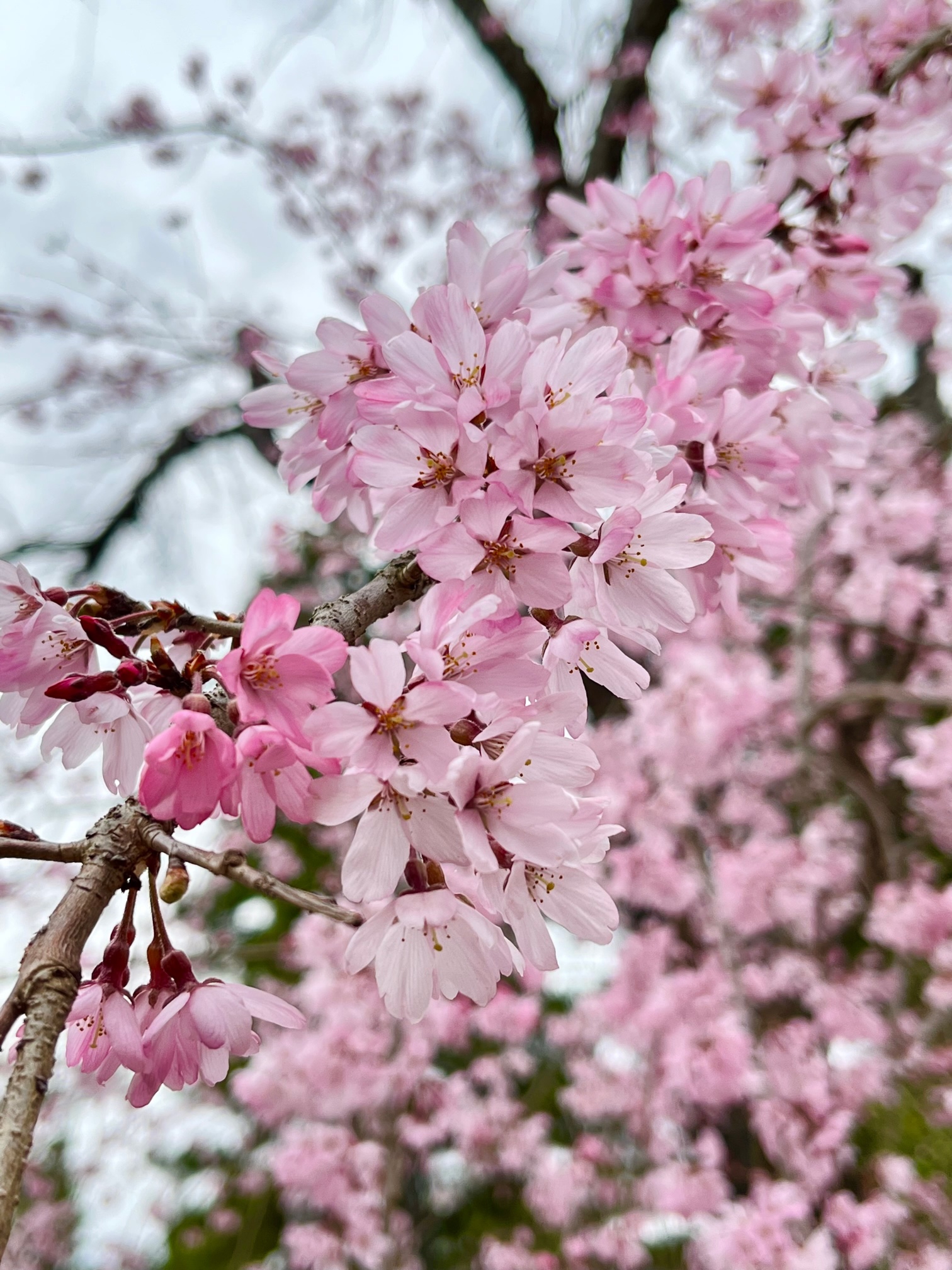 phooka 2024年3月休業日のお知らせ | phooka