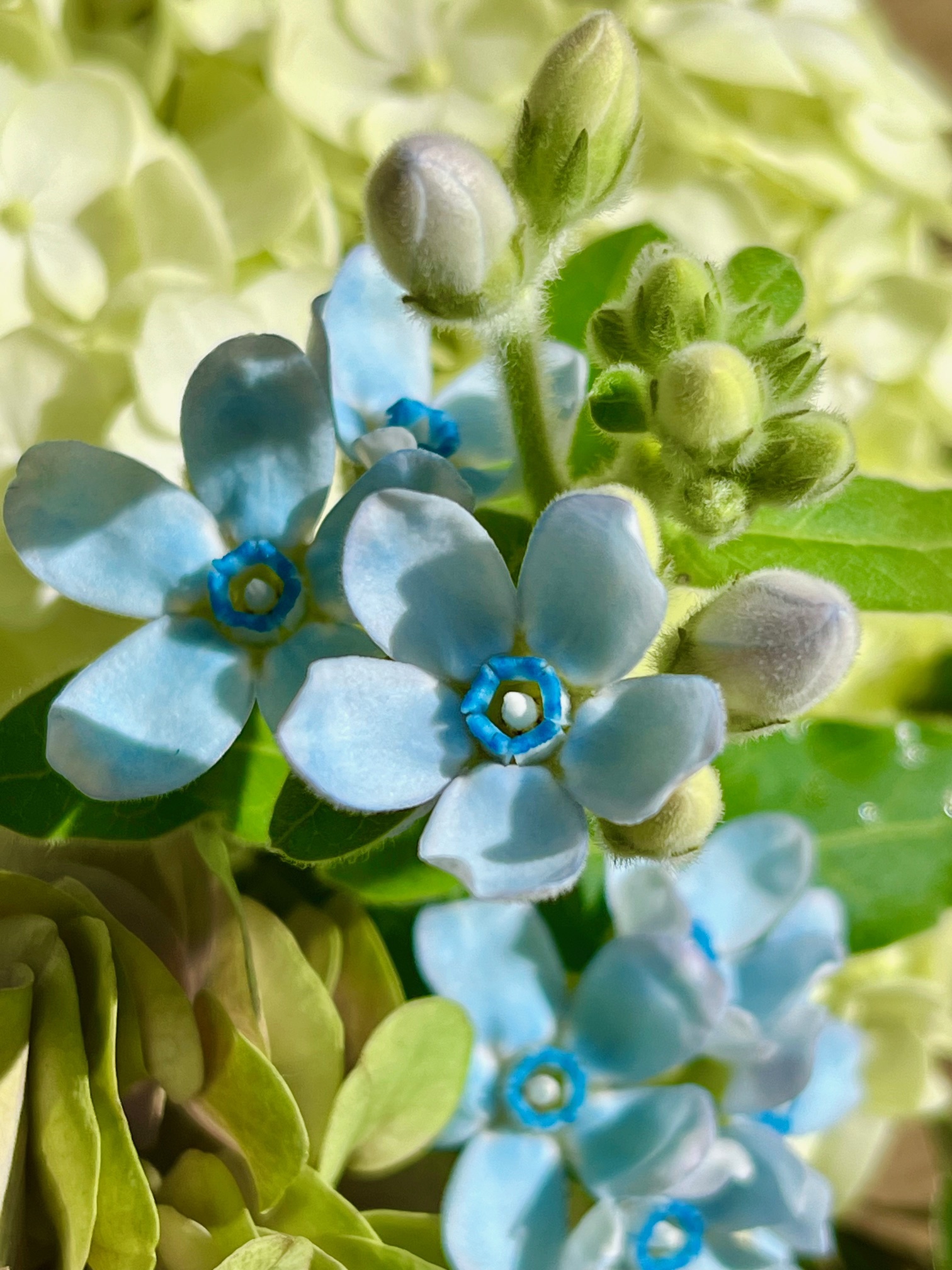 phooka 12月と年末年始のお休み | phooka