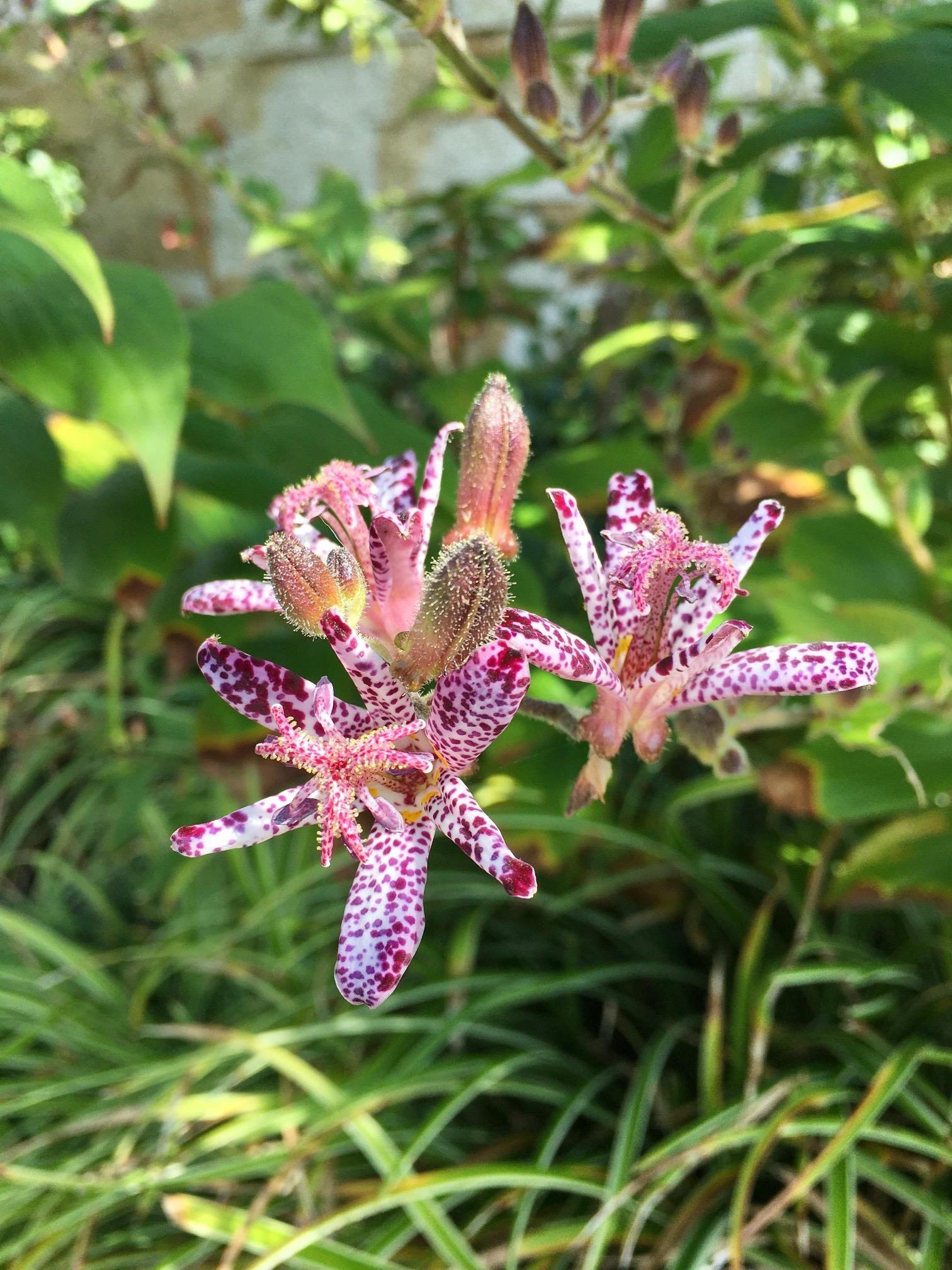 phooka 11月の休業日 | phooka