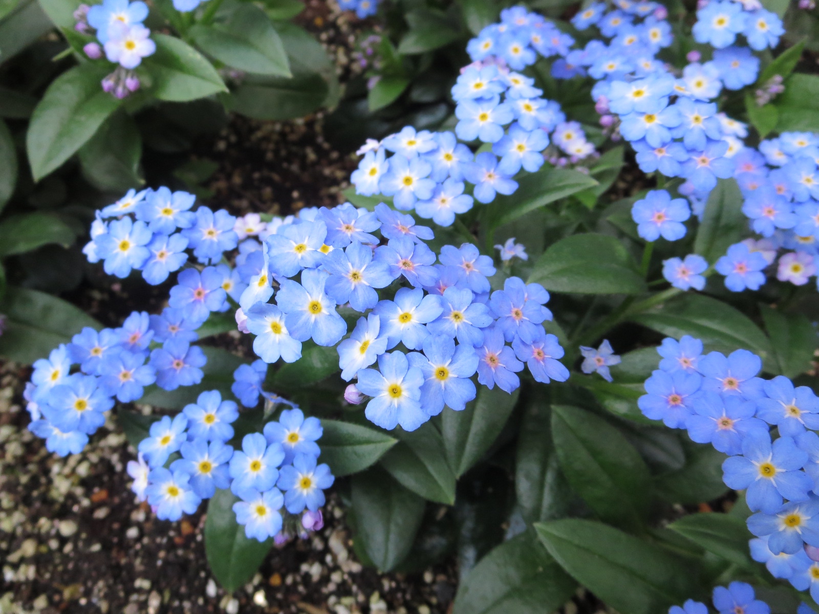 phooka 4月とGW休業日のお知らせ | phooka