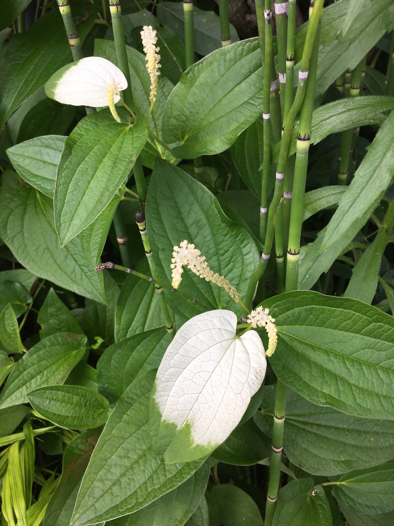 phooka 7月の休業日お知らせ | phooka