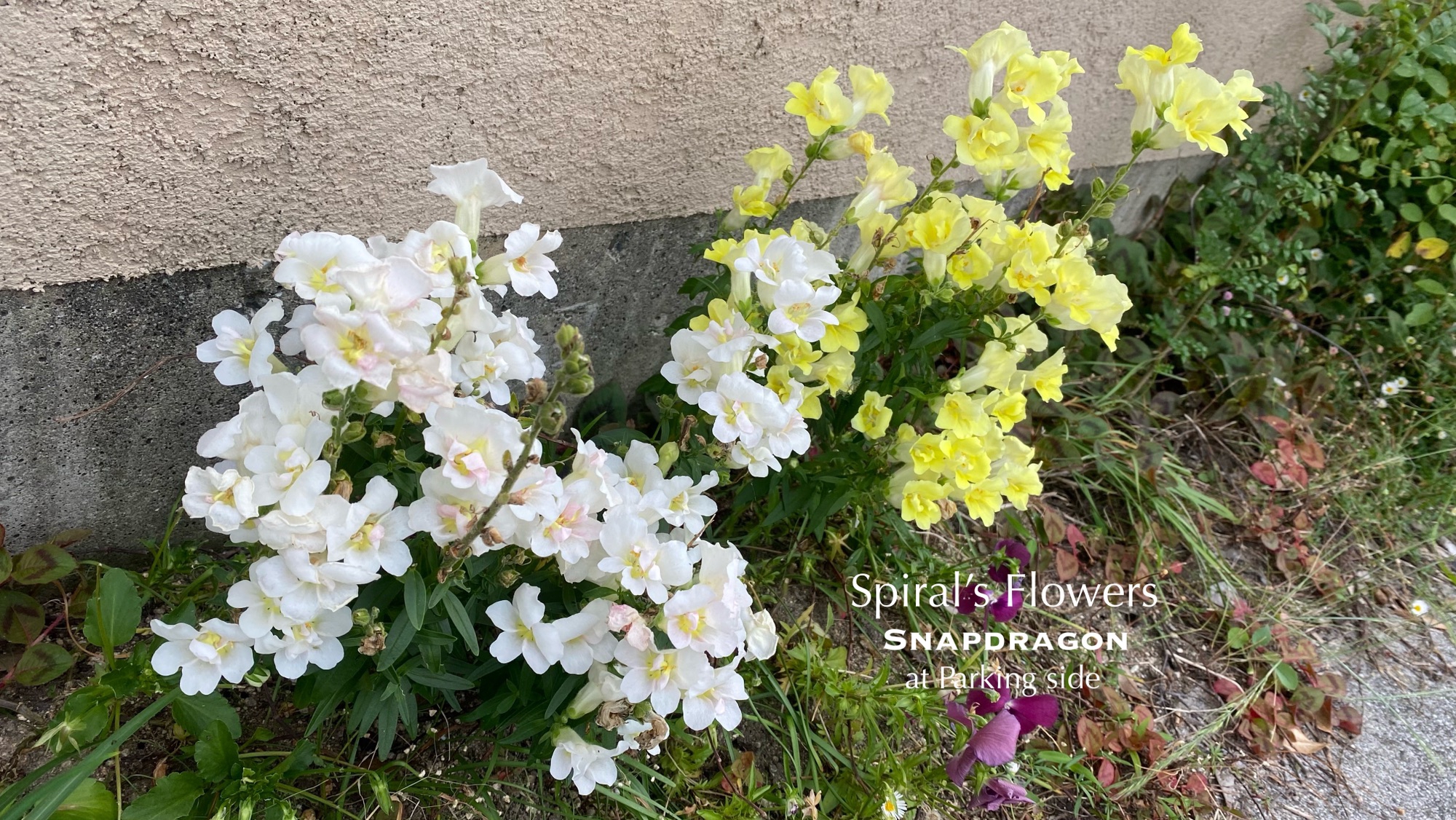 Spiral’s Holiday〜Snapdragon ...6.18 tue | SHOP The Spiral