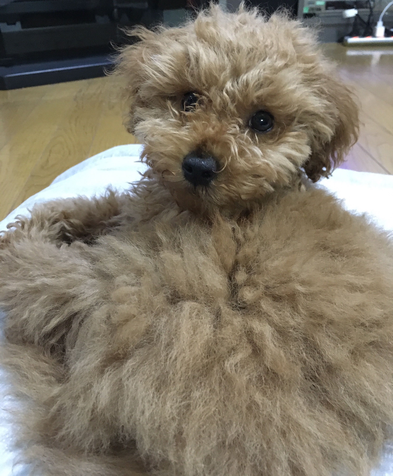 看板犬のお友達増えましたどうぞよろしくお願いします | サンリーブドラッグ