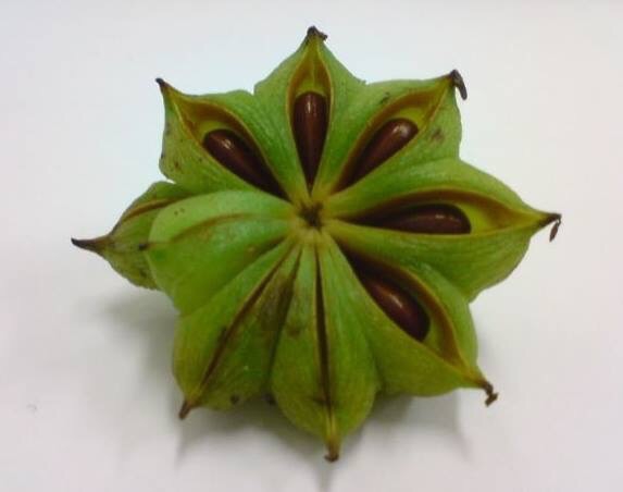 東京 竹内流備中伝 Tokyo takenouchi ryu Bitchuden