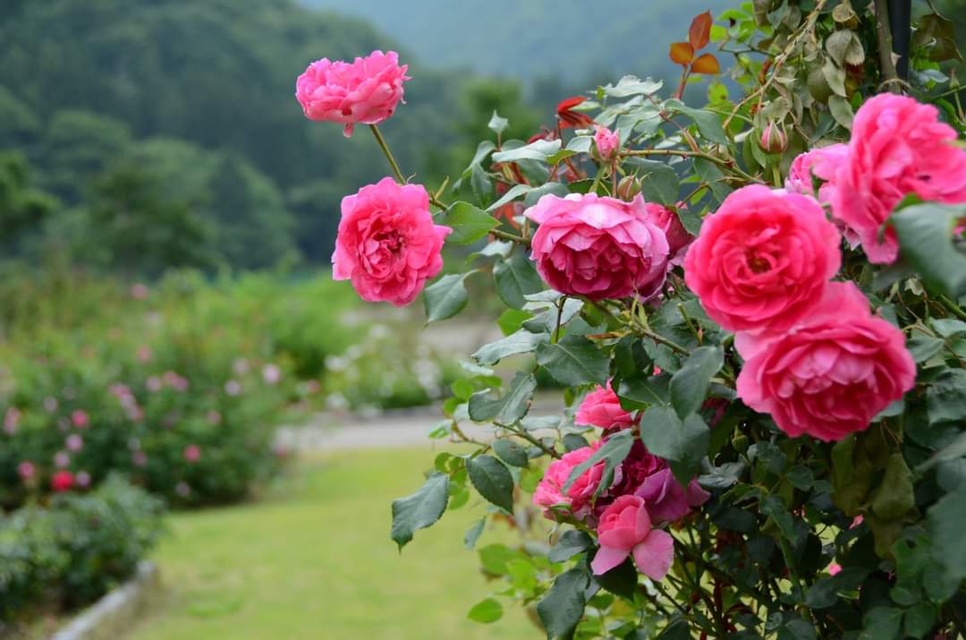 5月25日（日）の礼拝案内 | 神岡キリスト教会