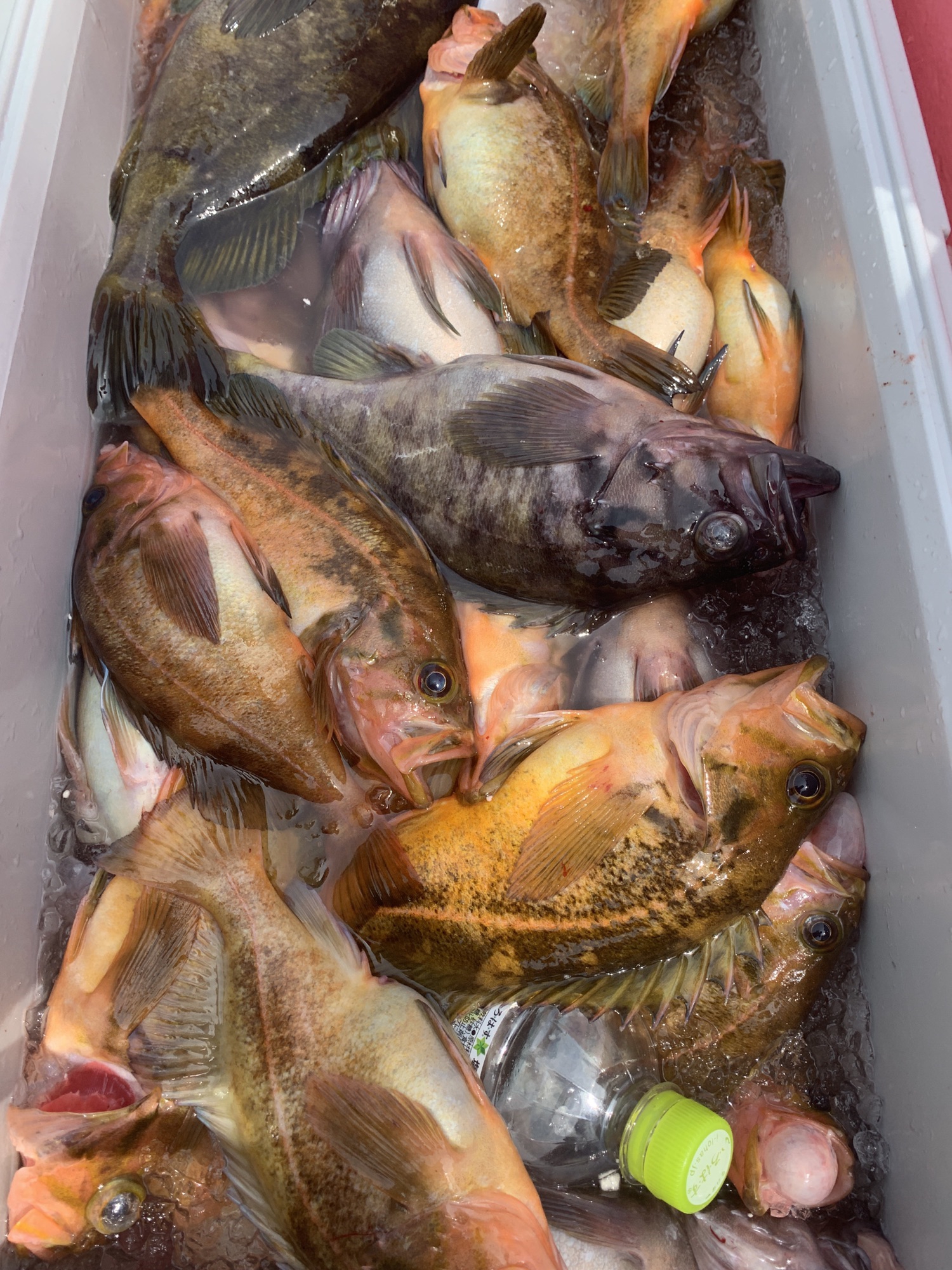 Tokyo Bay Fishing Club