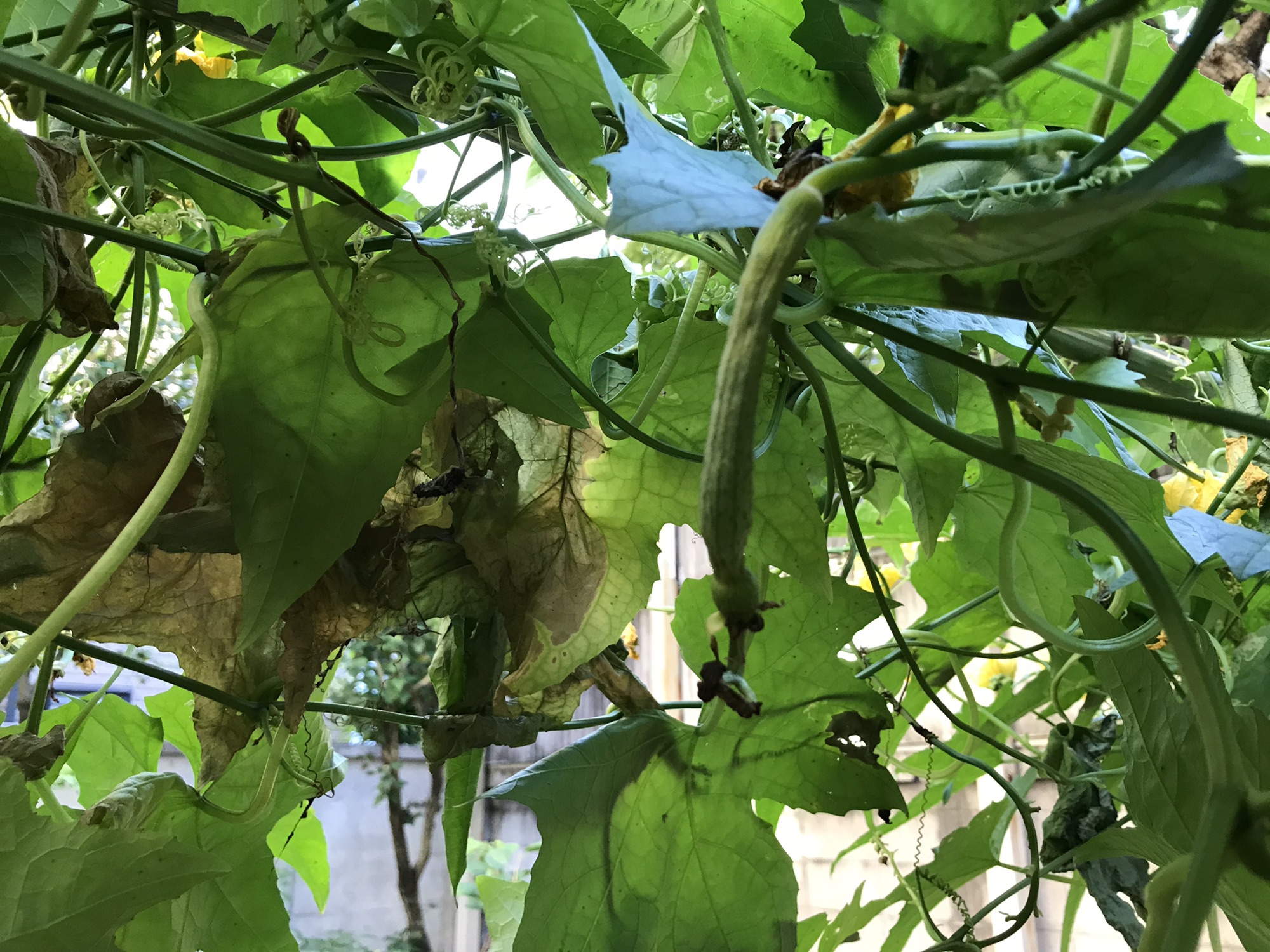 ヘチマ日記② | 手作り石けん教室 Toiro Soap