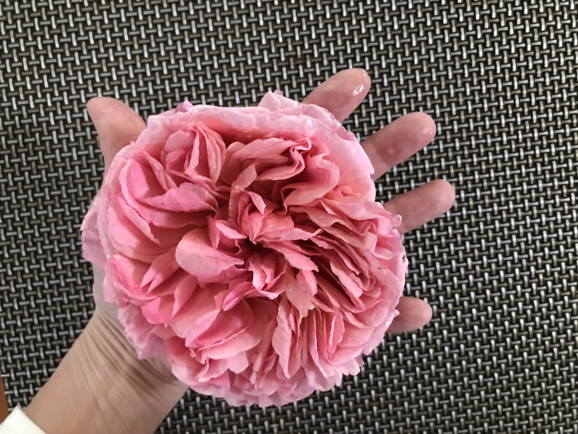 一番乗り！ | 手作り石けん教室 Toiro Soap