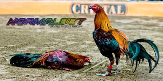 LINK PREFERENSI JUDI ADU AYAM ONLINE S128 APK | Normal Betting