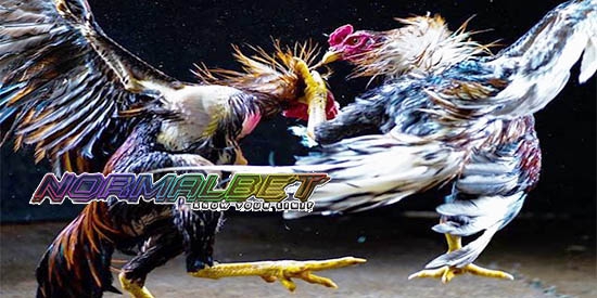 SITUS ALTERNATIF S128 SABUNG AYAM DI NORMALBET | Normal Betting