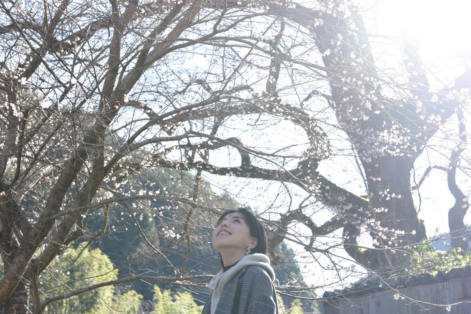 冬に咲く桜 | Miryoku Cafe