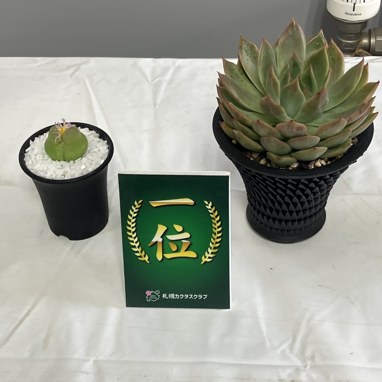 展示会 | sapporocactusclub's Ownd