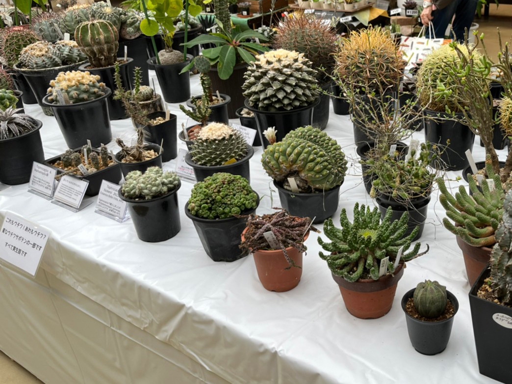 札幌カクタスクラブ秋の展示会 最終日です | sapporocactusclub's Ownd