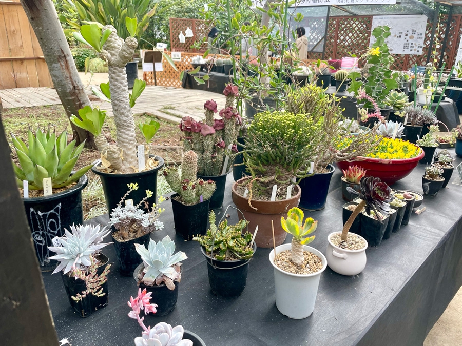 会員コラム24 | sapporocactusclub's Ownd