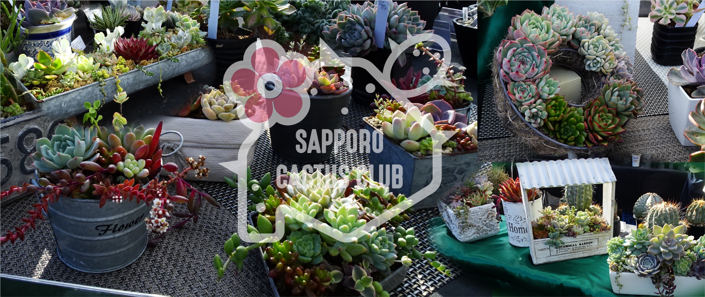 2022札幌カクタスクラブ秋の多肉植物・サボテン展 第2弾のお知らせ | sapporocactusclub's Ownd