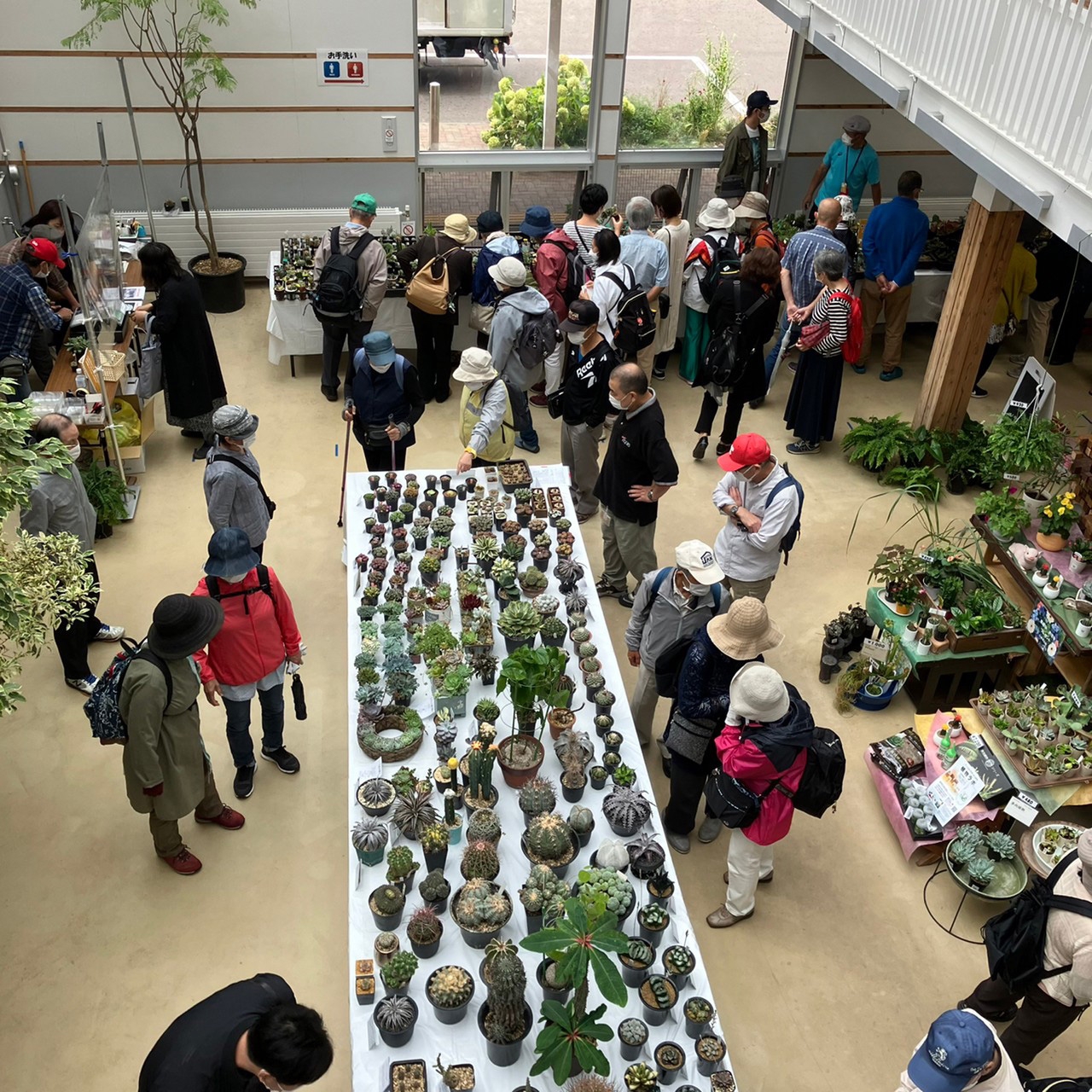 札幌カクタスクラブ秋の展示会 4日目 | sapporocactusclub's Ownd