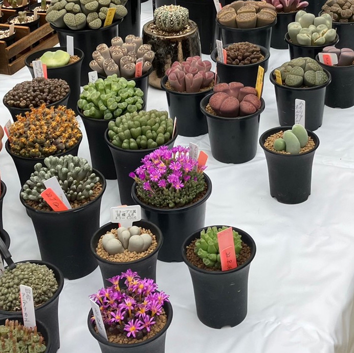 札幌カクタスクラブ秋の展示会 5日目 | sapporocactusclub's Ownd