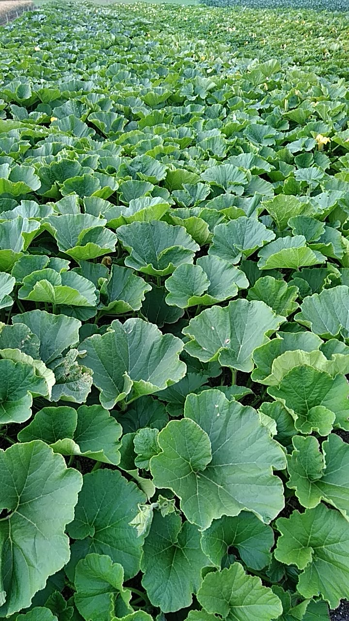 かぼちゃの森 | 池田農林