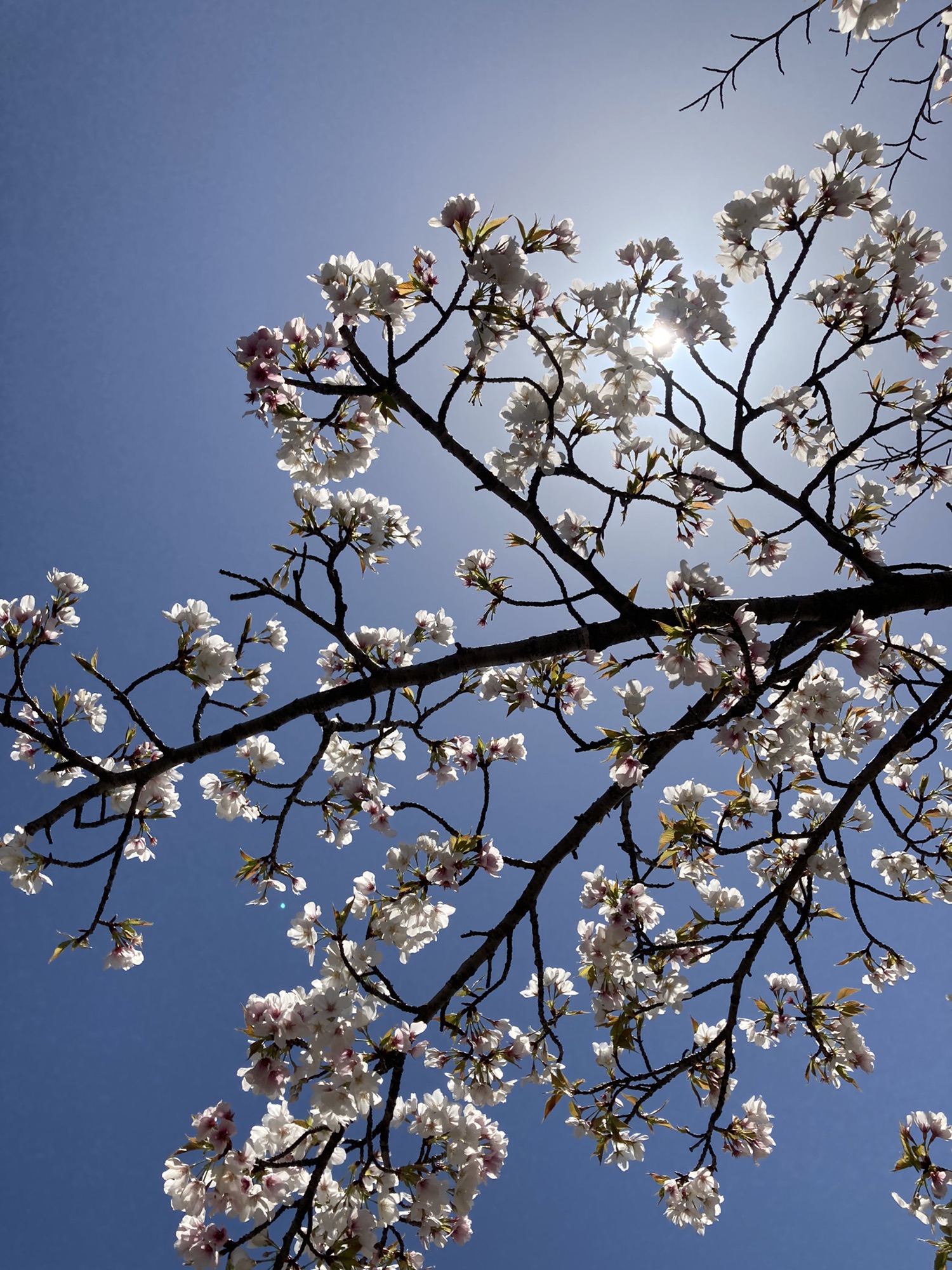 大阪市ヒーリングサロンmaniku