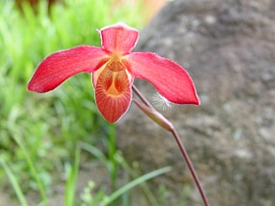 フラグミペディウム "アンディアン・ファイヤー" Phragmipedium 'Andean Fire' | 茉莉花Garden 花アルバム