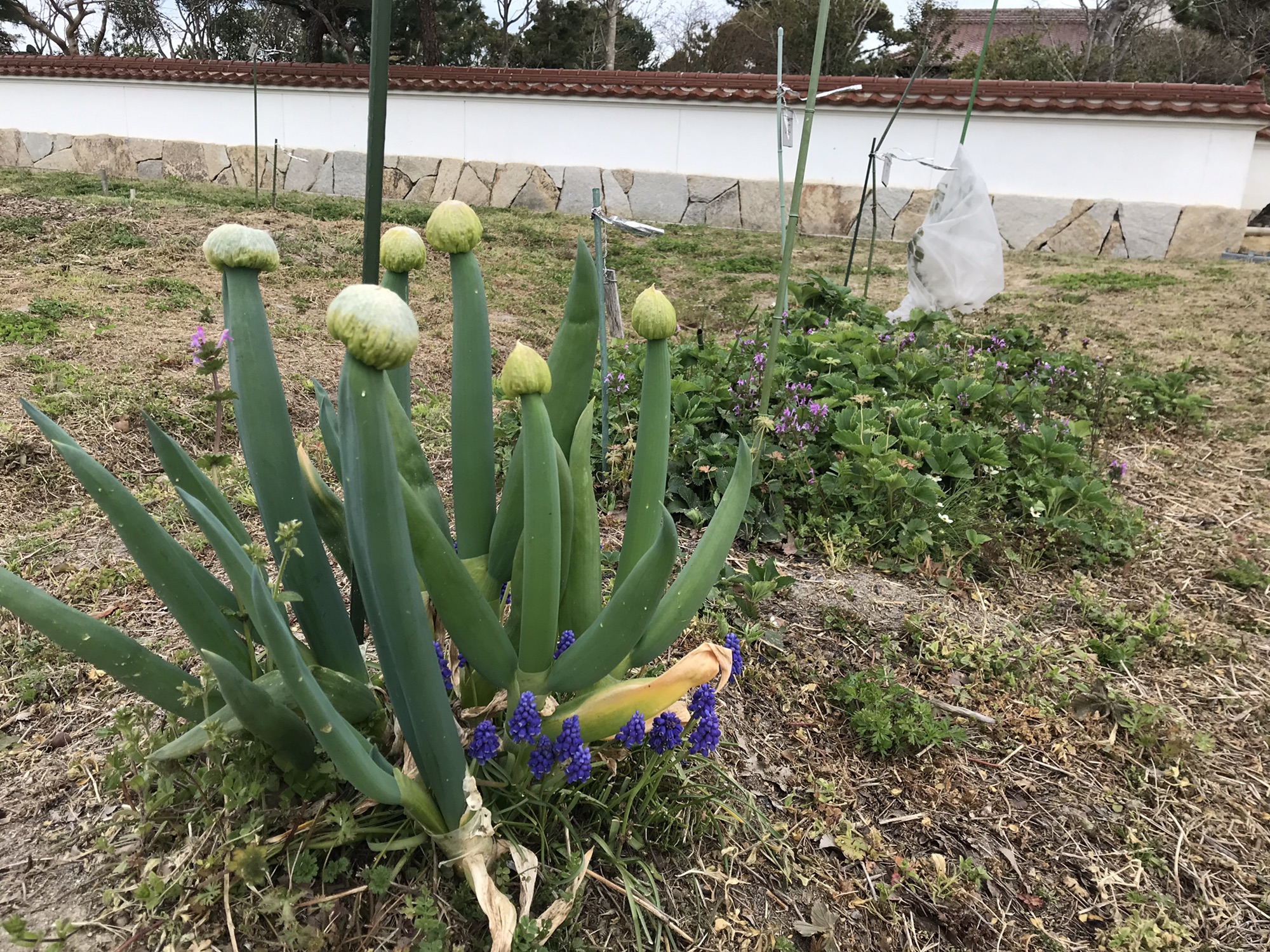 果樹園2 (農作業) | 柿庵 金清 kakian-kanekiyo