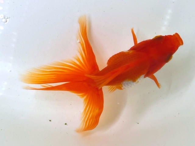 完売 更紗中琉金 SRM-9 | FUKUYOSHI