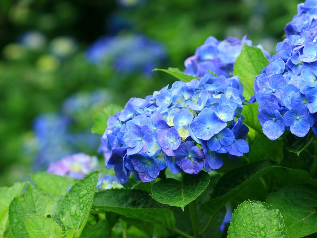 HISTORY | Darkeyes Jazz Orchestra