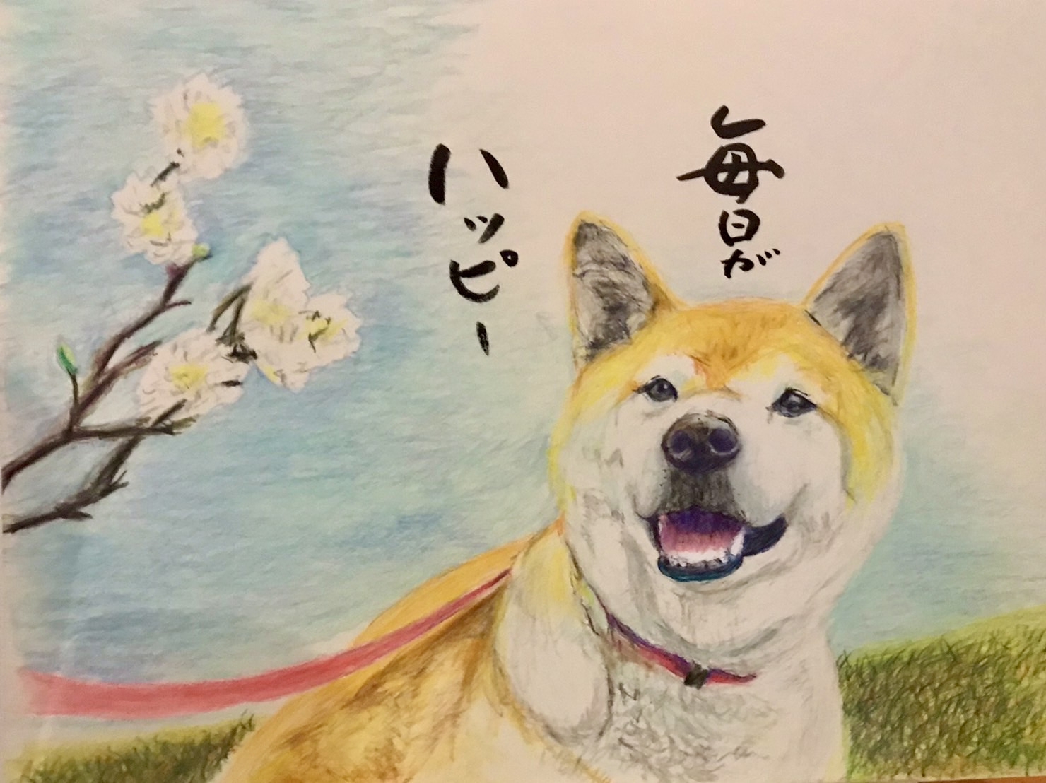 介助犬あさひです ️ | NPO法人 補助犬とくしま