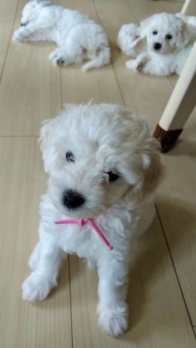 おとなりの音ちゃん♬♪♩ 20 | NPO法人 補助犬とくしま