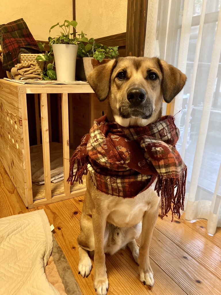 福岡っ子アル君だより | NPO法人 補助犬とくしま