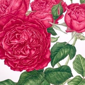 Happy new year & My roses calendar 2021 January | michie-botanical-rose