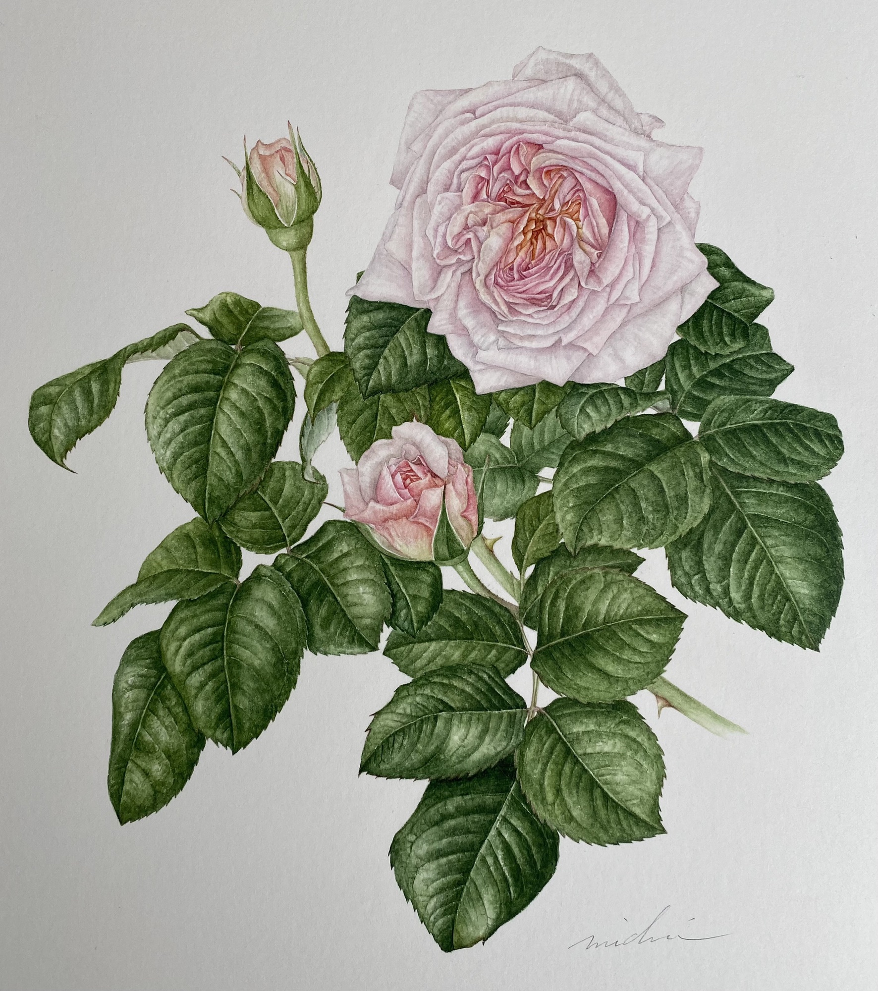 My roses calendar May "Scent of Yokohama". | michie-botanical-rose