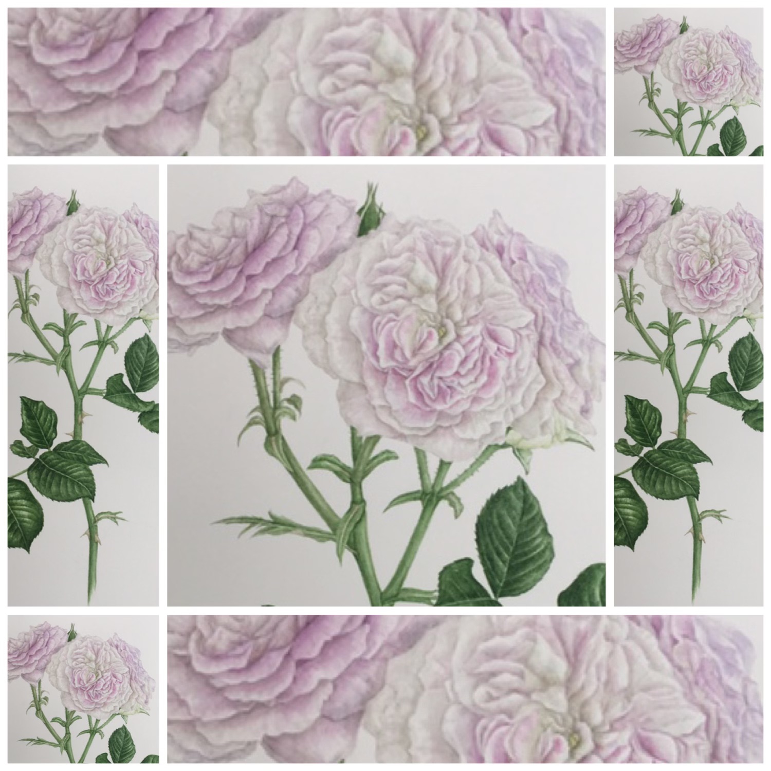My roses calendar 2020 June | michie-botanical-rose