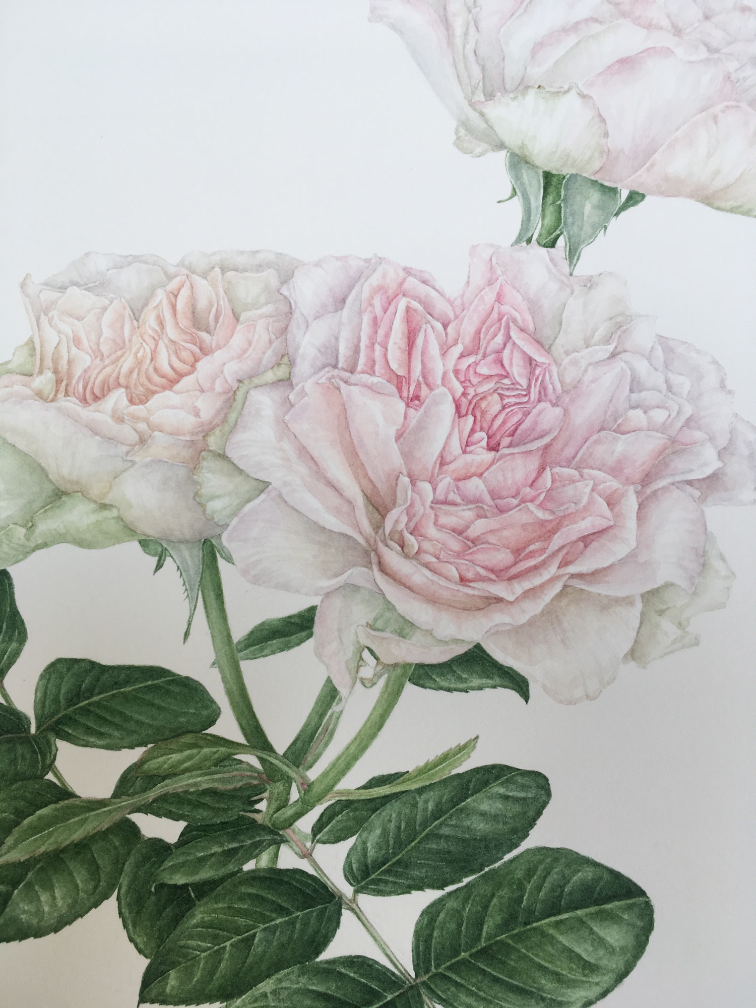 My roses calendar 2020 November | michie-botanical-rose