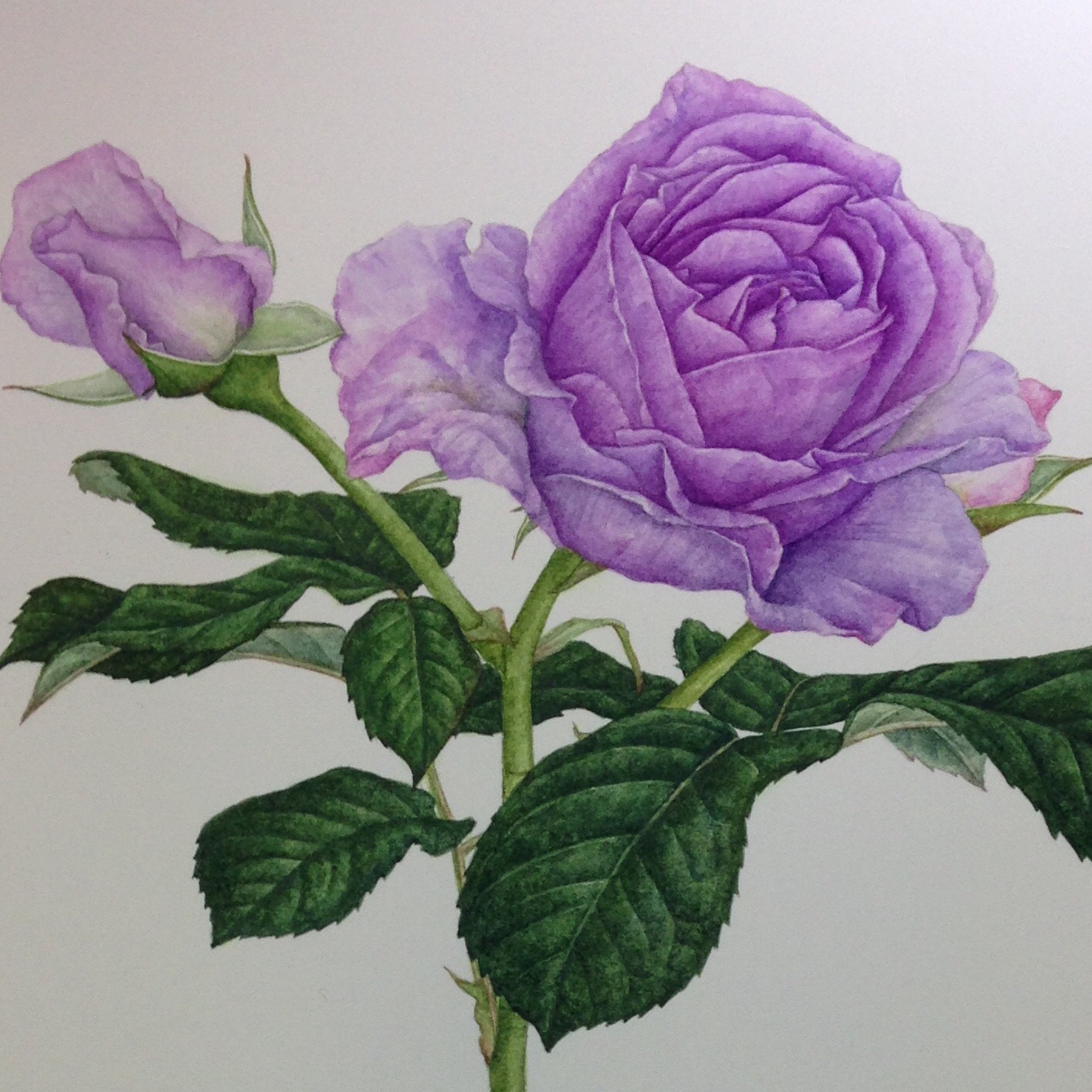 My roses calendar 2019 September | michie-botanical-rose