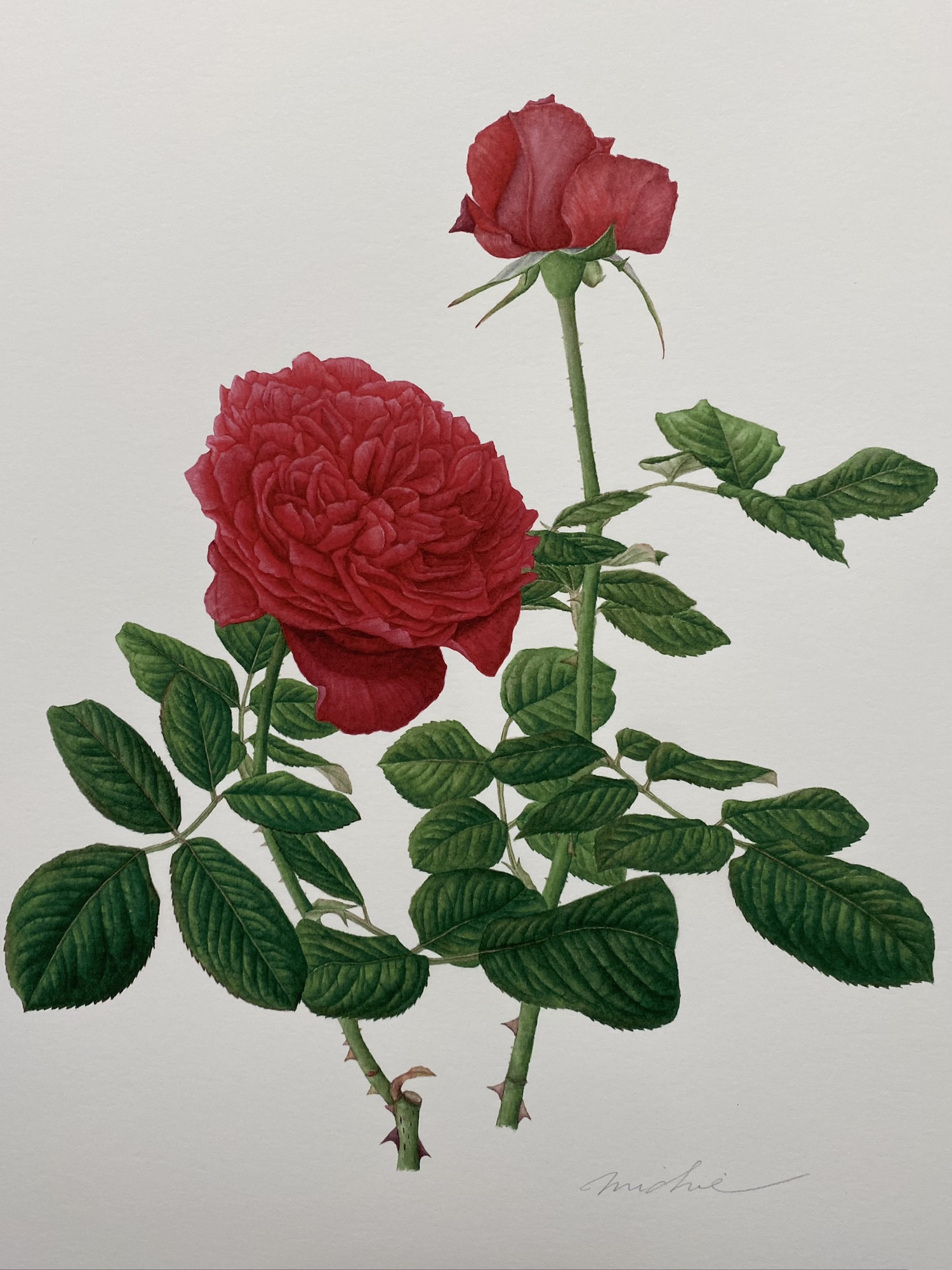 My roses calendar December "Rouge Royal". | michie-botanical-rose